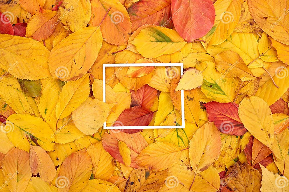 Thin Hollow Horizontal Rectangular Frame Covered with Leaves Around the ...