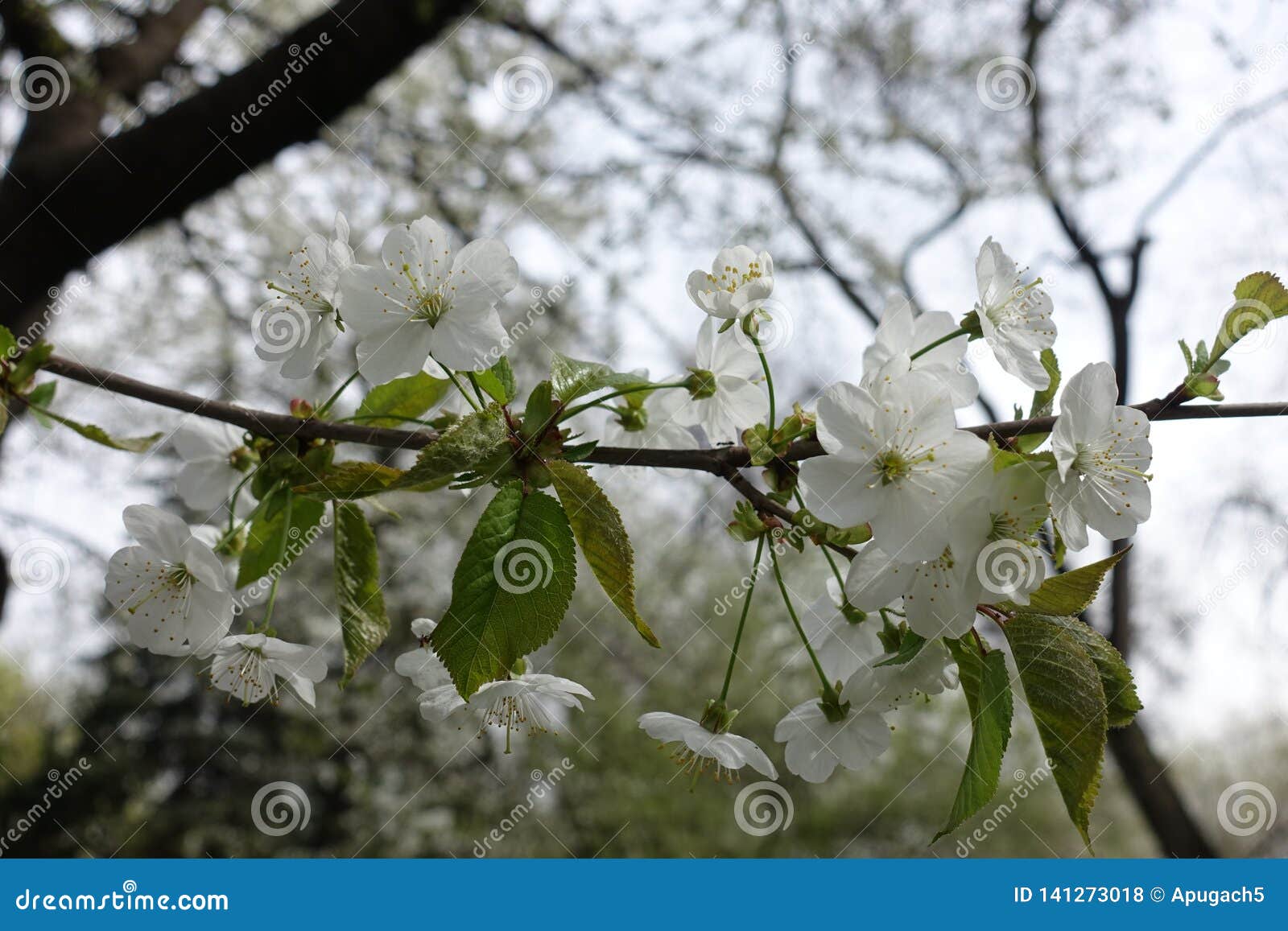 Thin Horizontal Branch of Cherry with White Flowers Stock Photo - Image ...