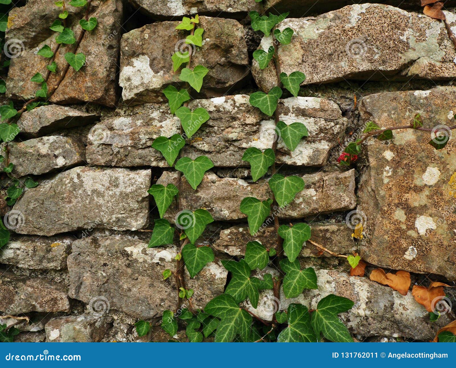 Ivy Strands Growing on a Dry Stone Wall Stock Image - Image of wall ...