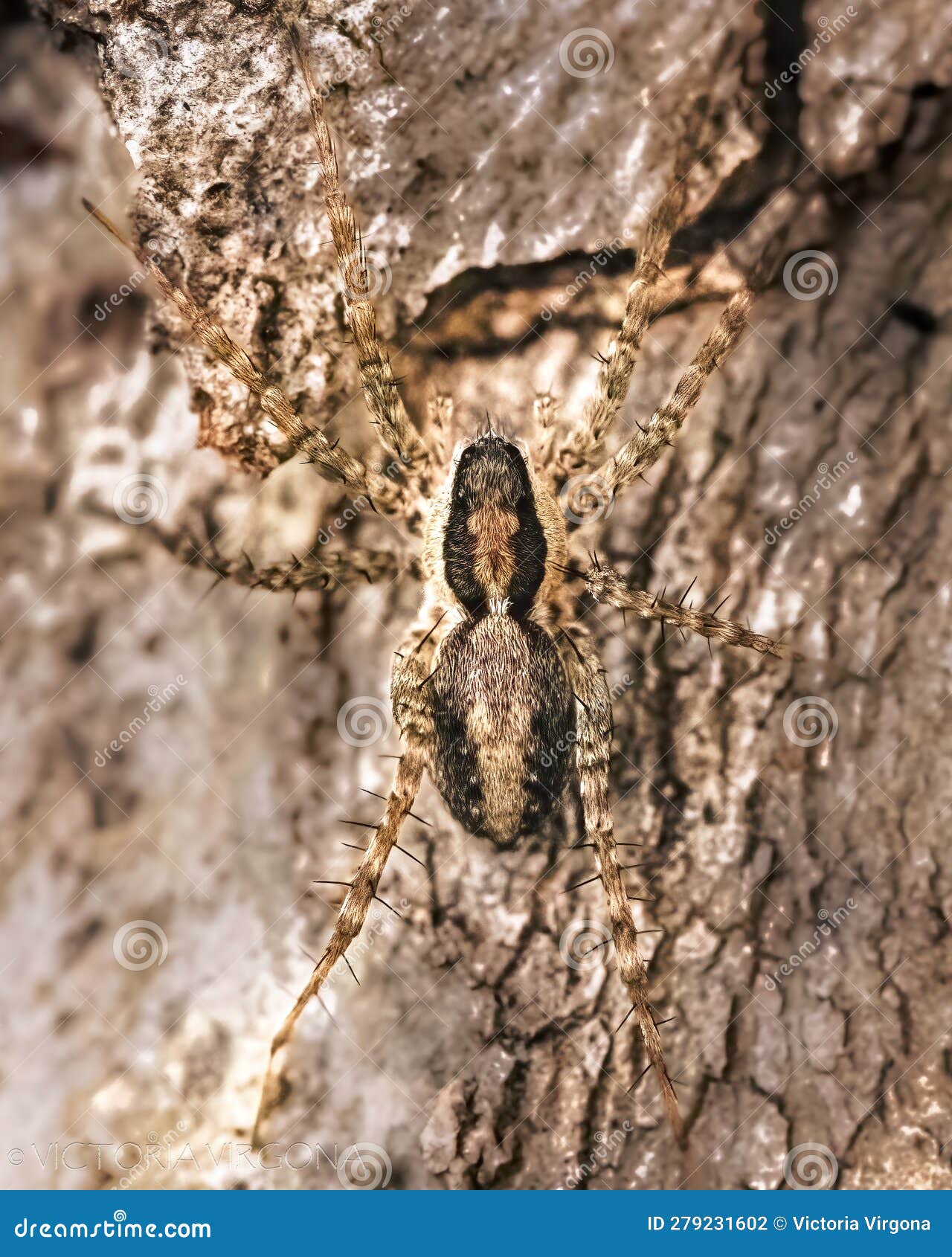 Thin-legged Wolf Spider - Genus Pardosa Royalty-Free Stock Image ... Thin-legged Wolf Spider - Genus Pardosa Royalty-Free Stock Image ...