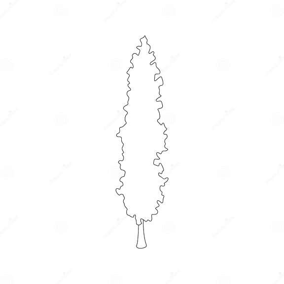 Thin line pine tree stock vector. Illustration of thin - 262077952