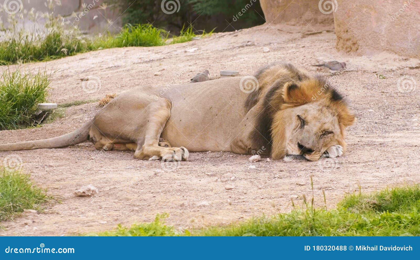 A Thin Lion Sleeps in a Zoo. Stock Photo - Image of lord, head: 180320488