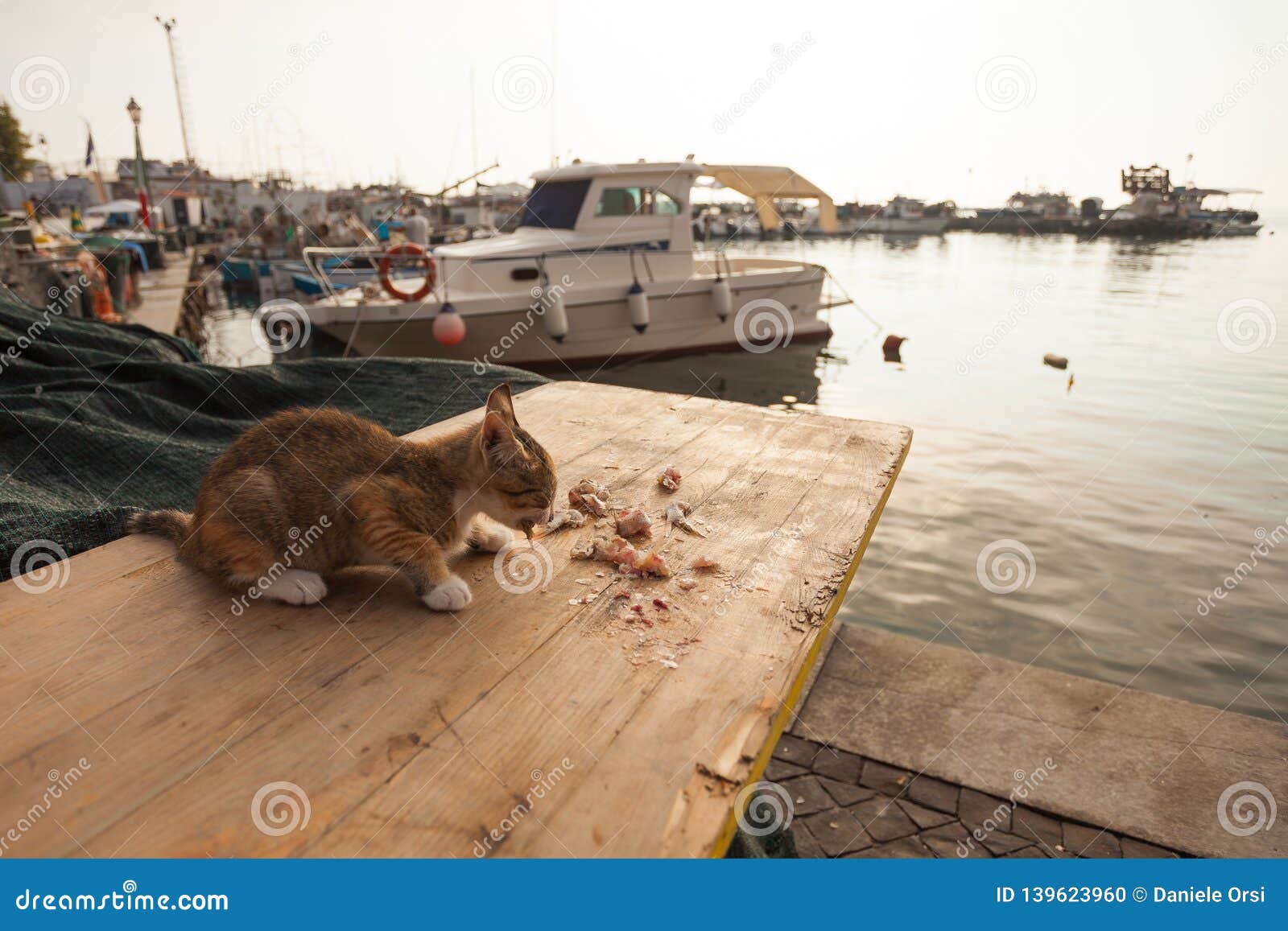 Thin Little Cat is Eating Some Fish on a Wooden Table at the Harbour ...