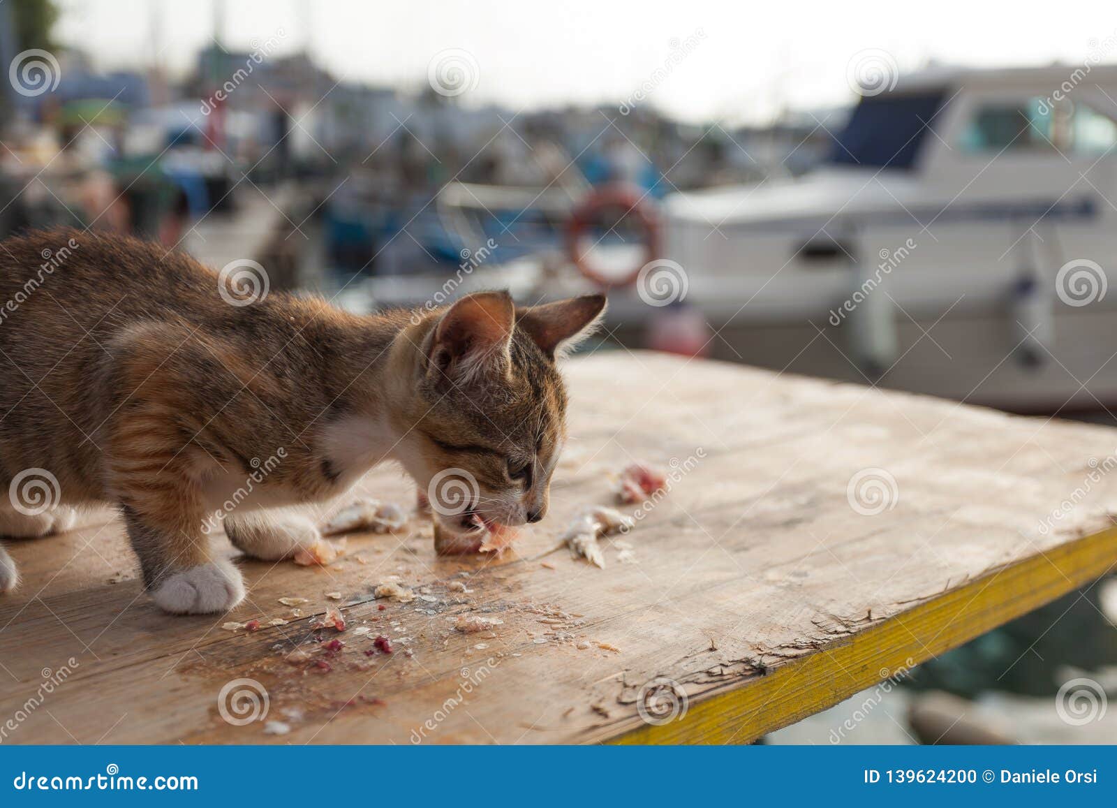 Thin Little Cat is Eating Some Fish on a Wooden Table at the Harbour ...