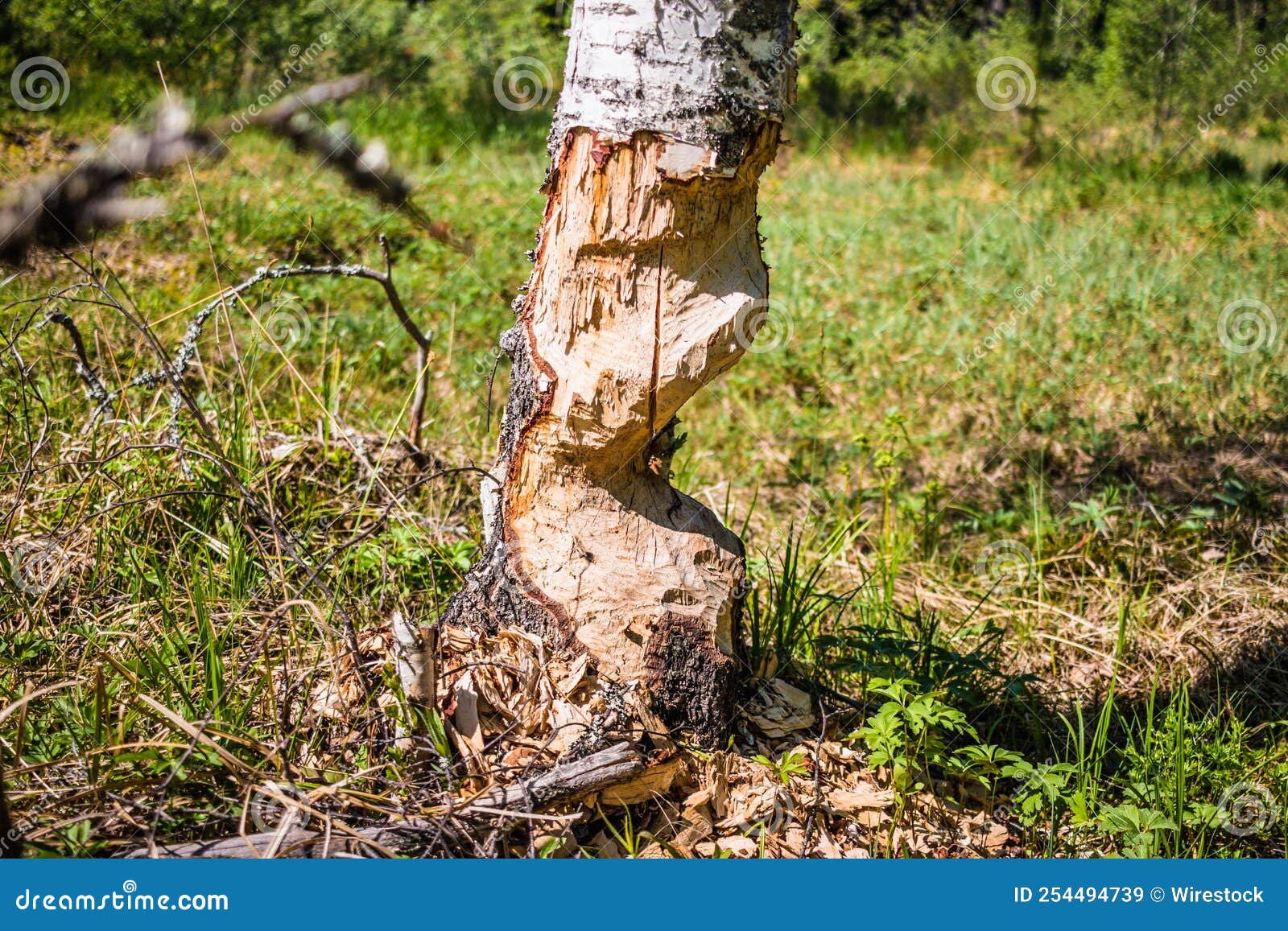 Thin Little Tree with Hack Marks Left from Axes in a Sunny Wilderness ...