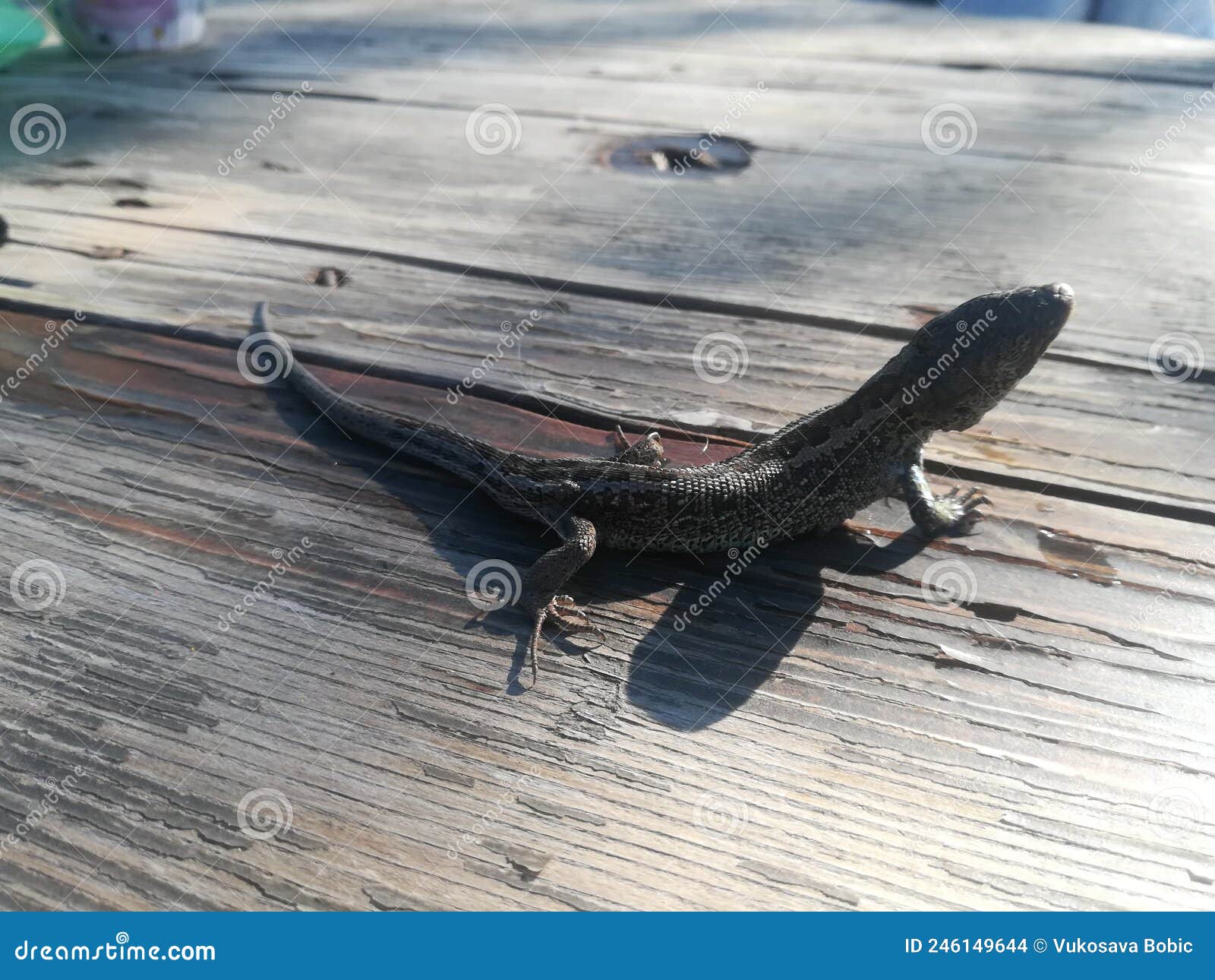 Thin Lizard Podarcis Tauricus Stock Photo - Image of reptile, lizard ...