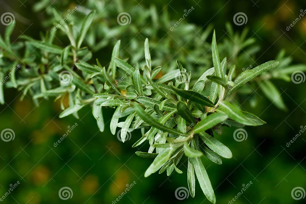 Thin Long Leaves on a Green Branch Stock Photo - Image of branch, thin ...