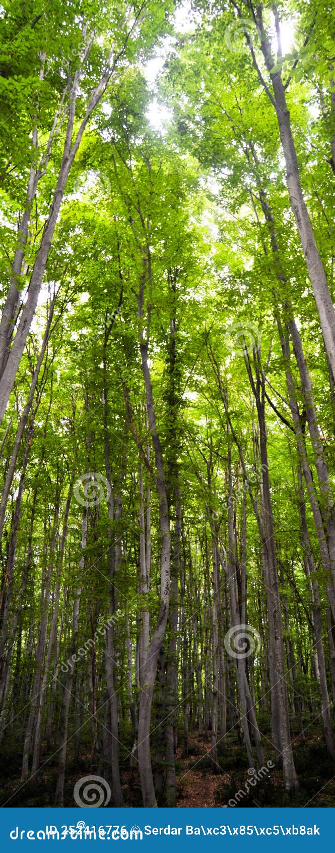 Thin and Long Stem Hornbeam Forest Texture Composed of Dense Trees ...