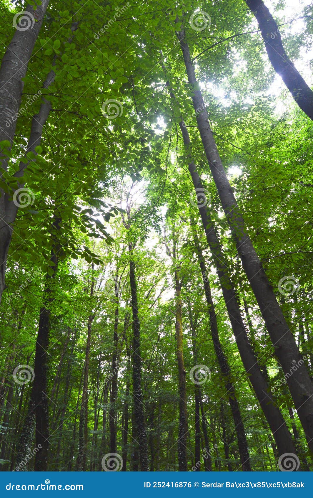 Thin and Long Stem Hornbeam Forest Texture Composed of Dense Trees ...