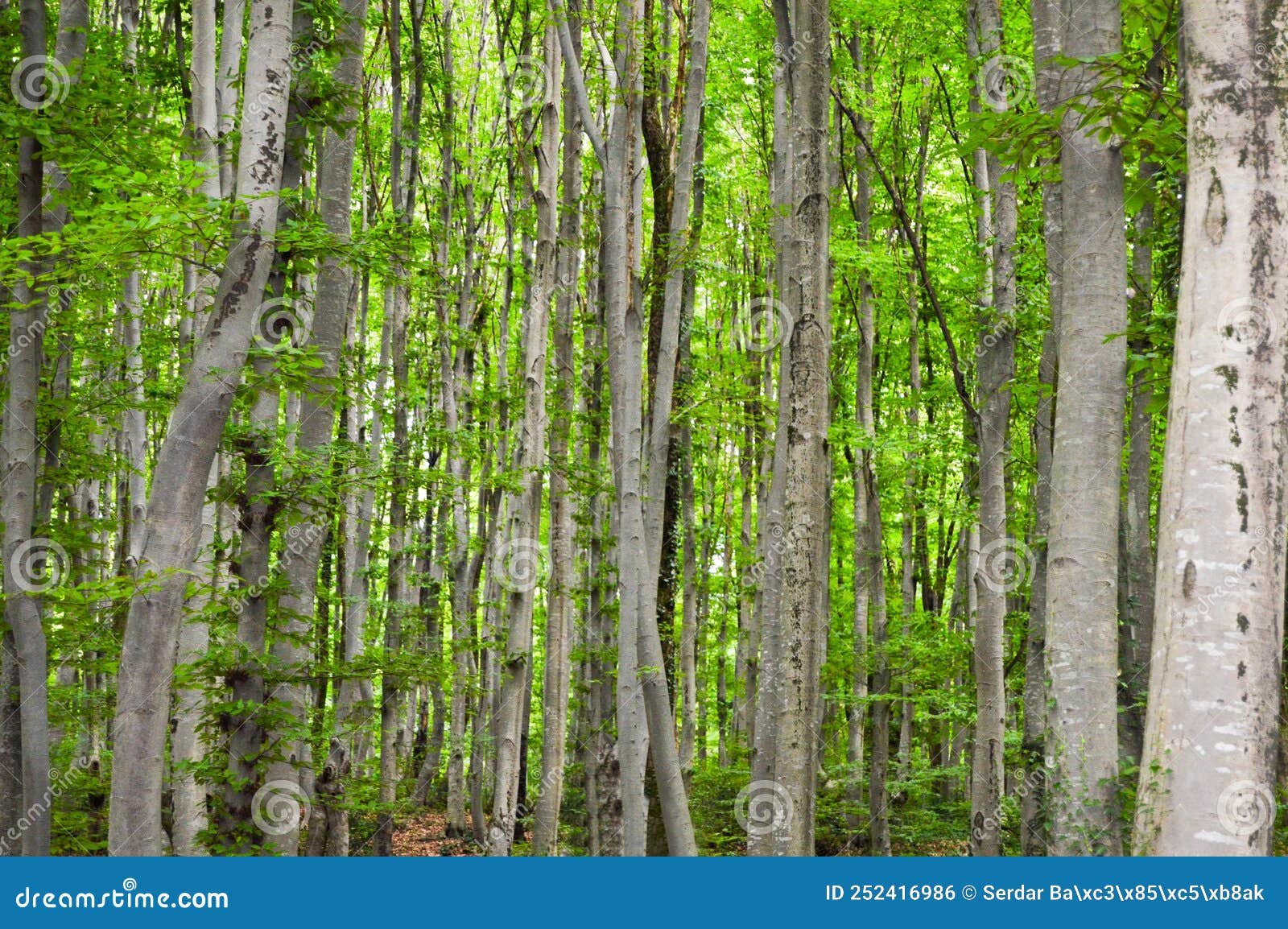 Thin and Long Stem Hornbeam Forest Texture Composed of Dense Trees ...