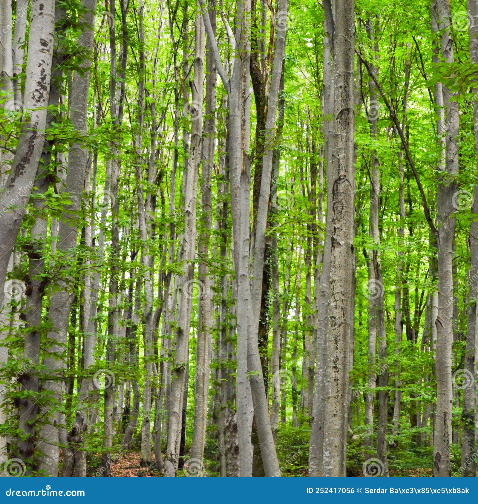 Thin and Long Stem Hornbeam Forest Texture Composed of Dense Trees ...