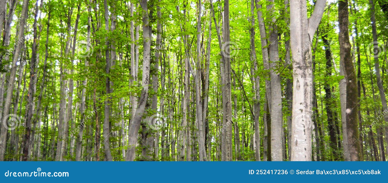 Thin and Long Stem Hornbeam Forest Texture Composed of Dense Trees ...