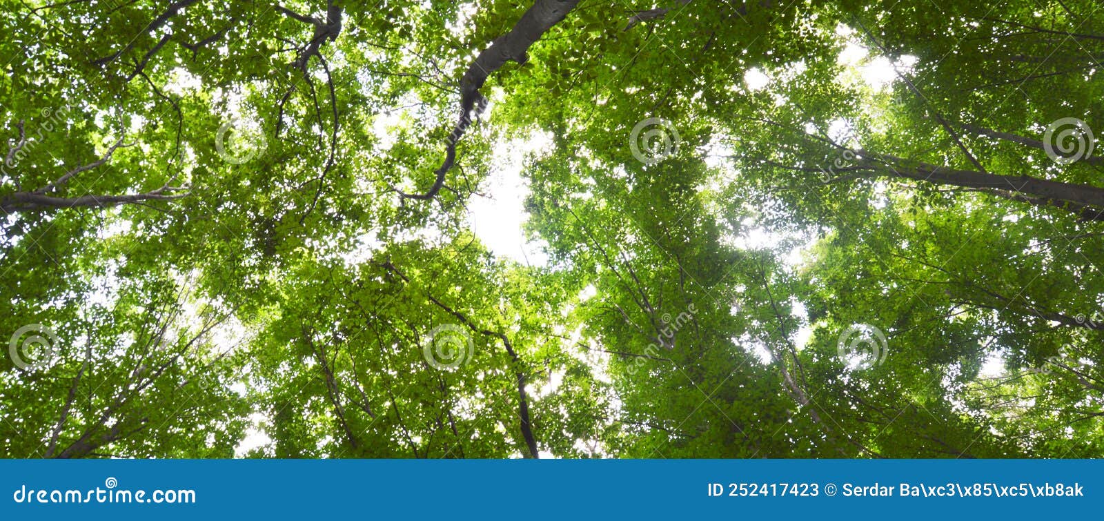 Thin and Long Stem Hornbeam Forest Texture Composed of Dense Trees ...