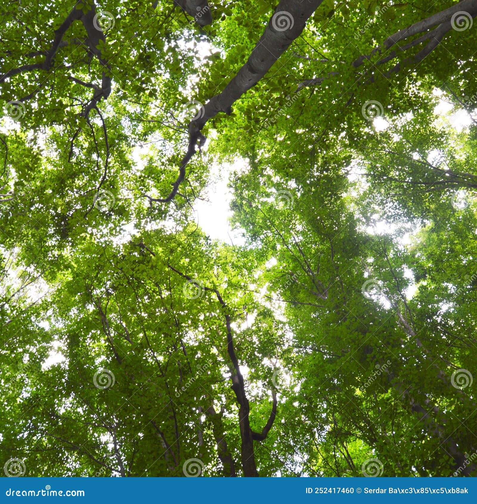 Thin and Long Stem Hornbeam Forest Texture Composed of Dense Trees ...
