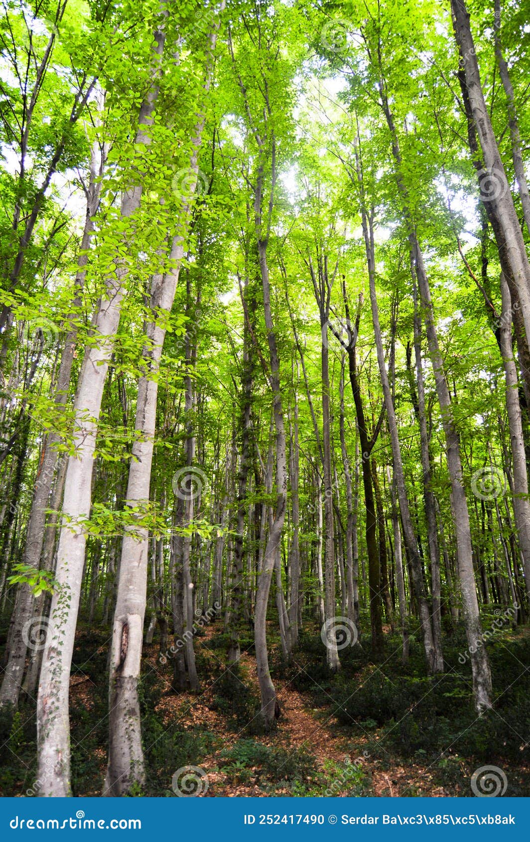 Thin and Long Stem Hornbeam Forest Texture Composed of Dense Trees ...