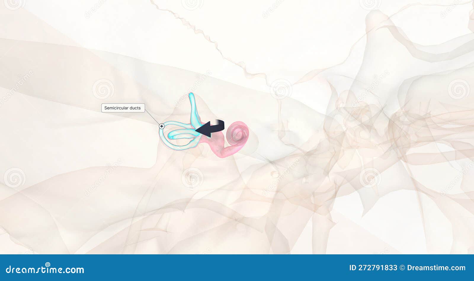 Semicircular Mind Map Infographic For Business Presentation Vector ... Semicircular Mind Map Infographic For Business Presentation Vector ...