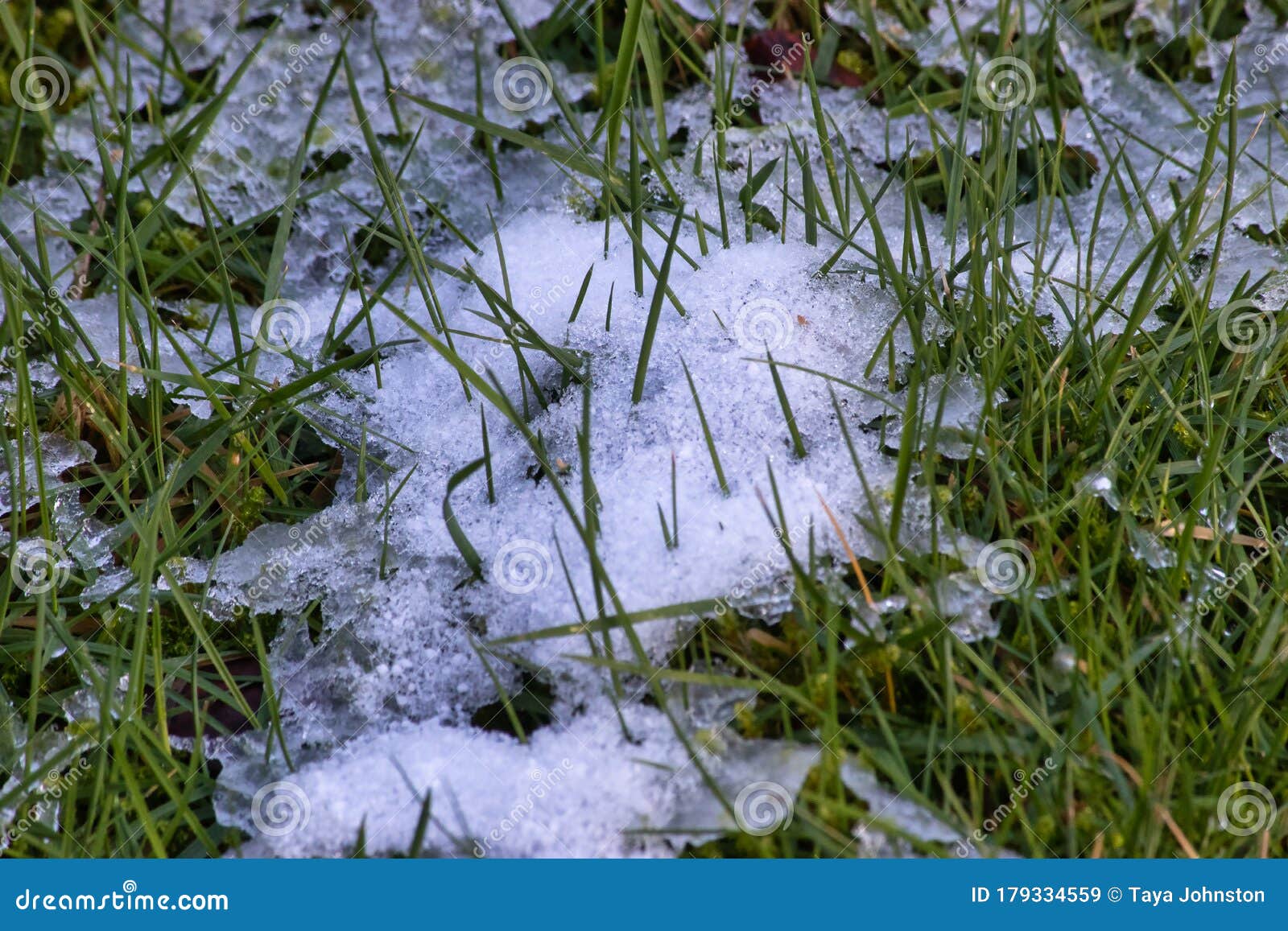Thin Layer of Snow Over Short Grassy Lawn Stock Image - Image of lawn ...