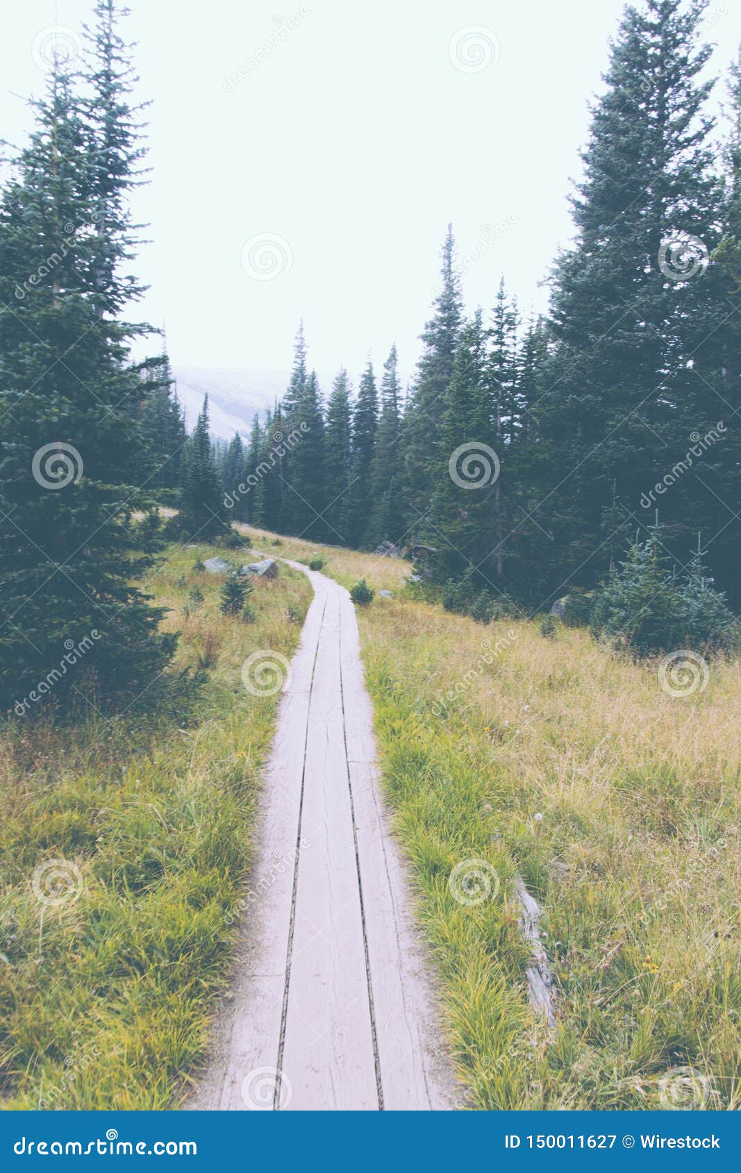 Thin Narrow Pathway in a Green Forest Stock Image - Image of path ...
