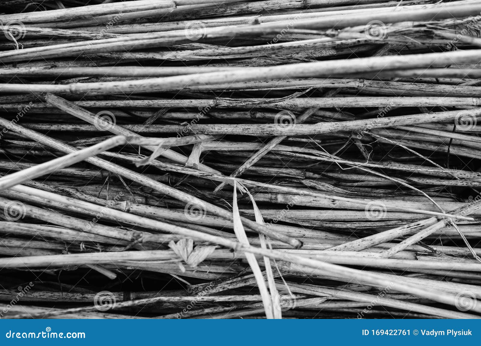 Thin Organic Sticks Lying Outdoors. Rustic Background from Tree ...