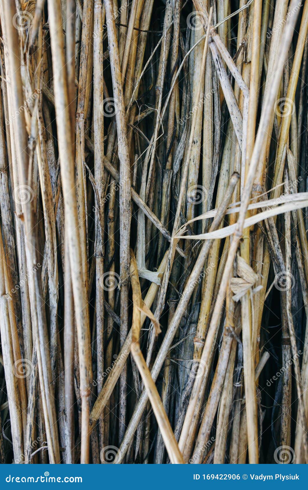 Thin Organic Sticks Lying Outdoors. Rustic Background from Tree ...