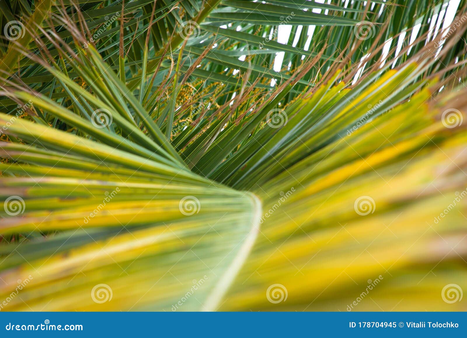 Thin path on a palm leaf stock image. Image of outgoing - 178704945
