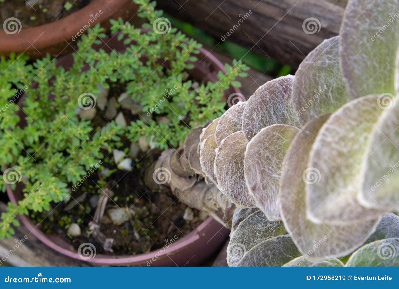 A thin plant on a pot stock image. Image of soil, small - 172958219