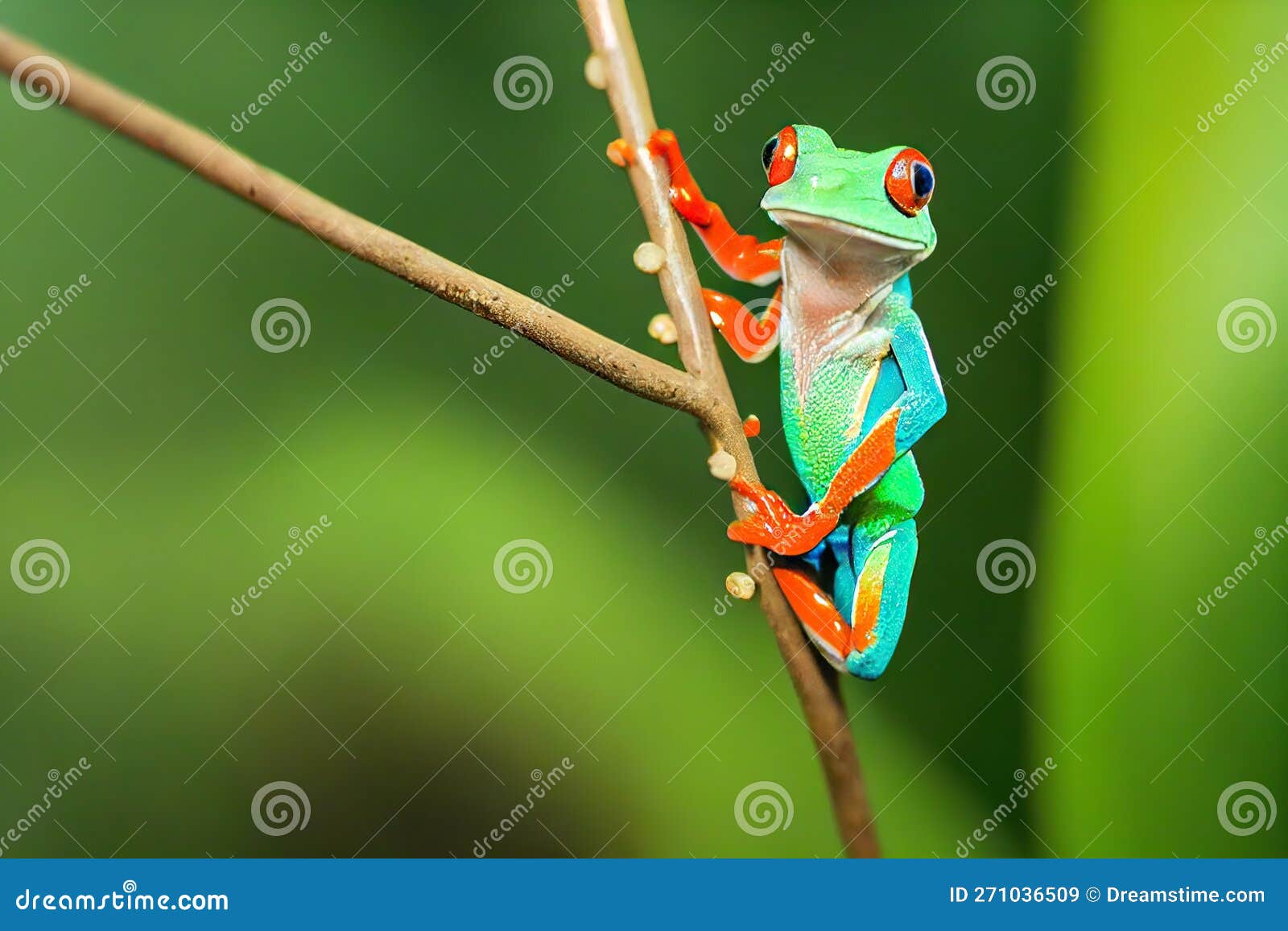 Thin Red Eyed Tree Frog of Beautiful Turquoise Color Stock Illustration ...