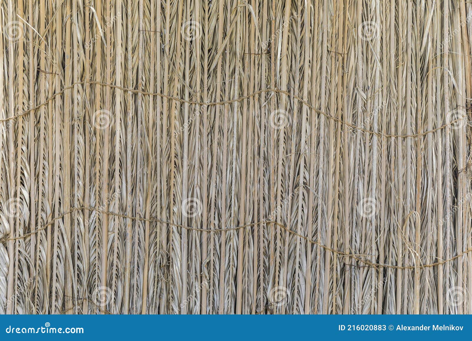 Thin reed fence texture stock image. Image of closeup - 216020883