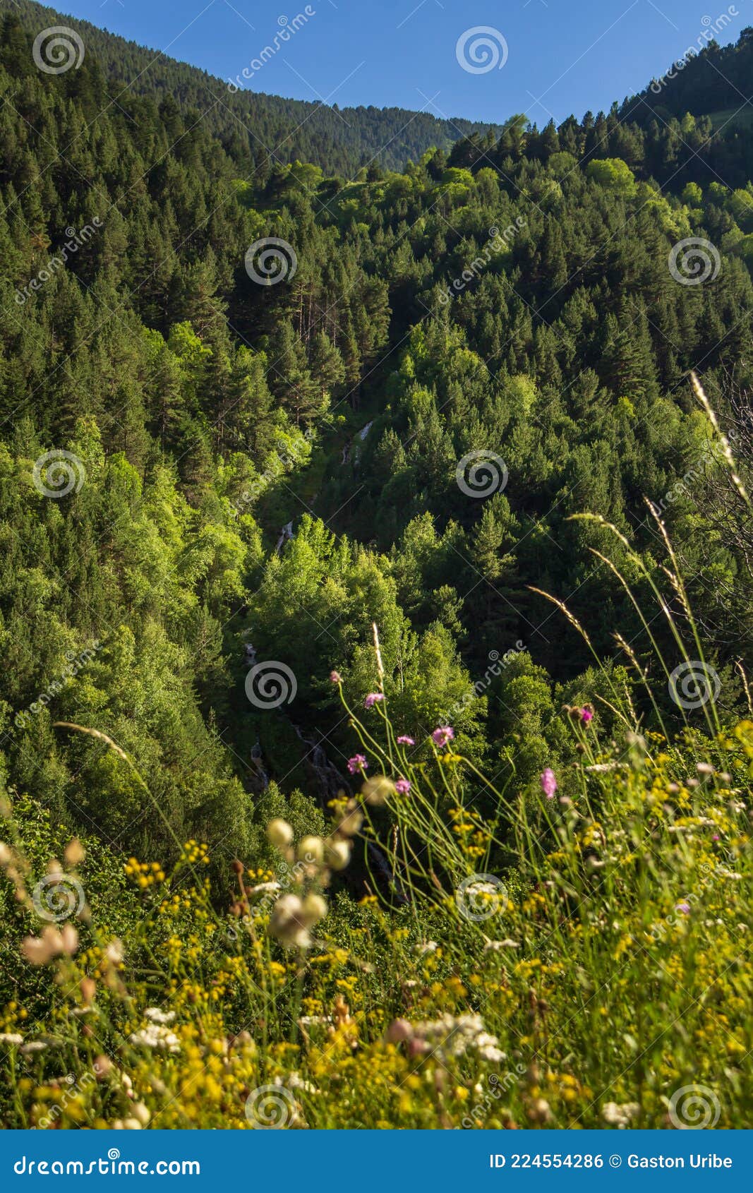 Thin River Flowing Down from the Mountain Passes through a Green Forest ...