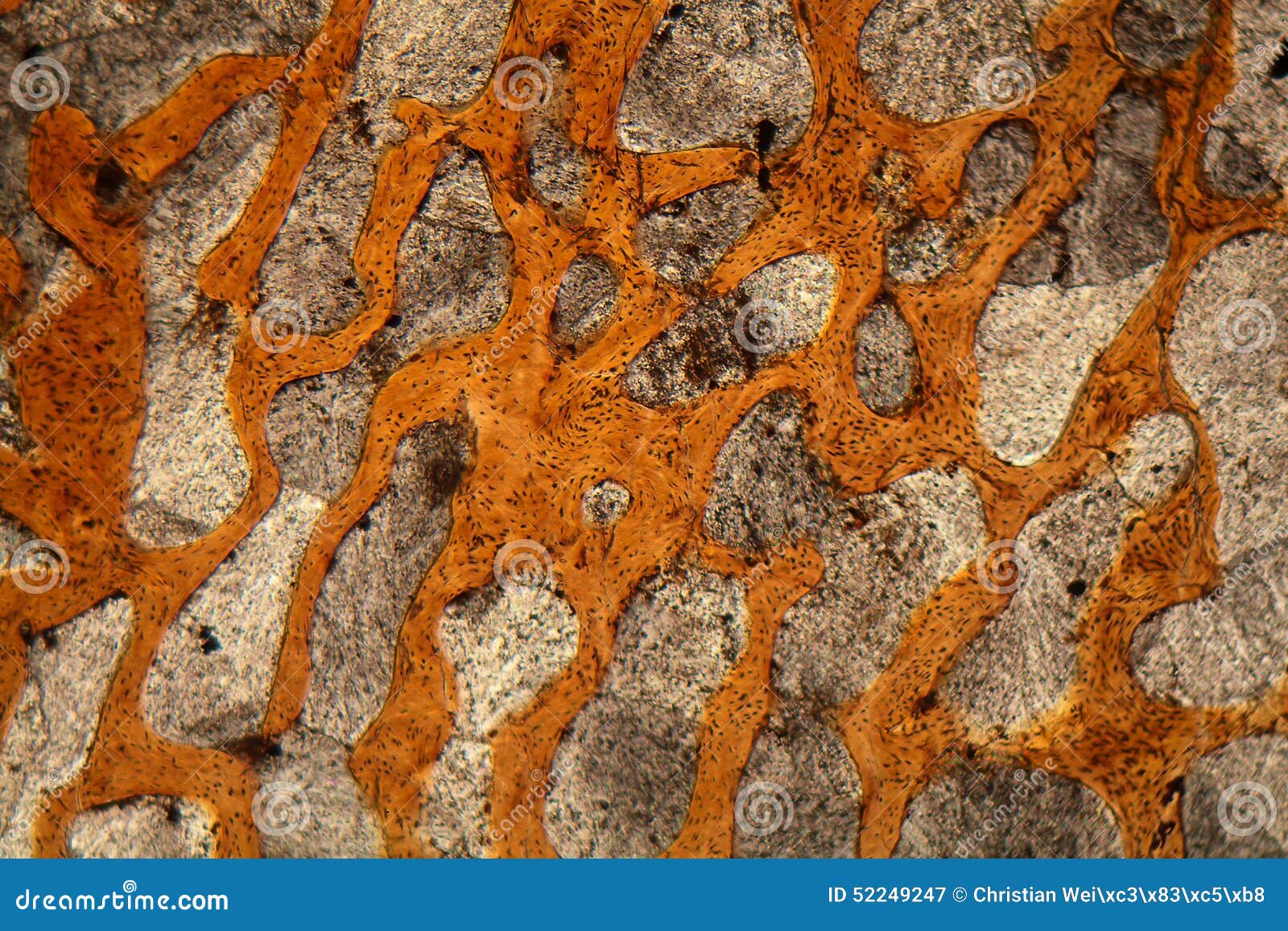 Thin Section Of A Brick Under The Microscope Royalty-Free Stock Image ...