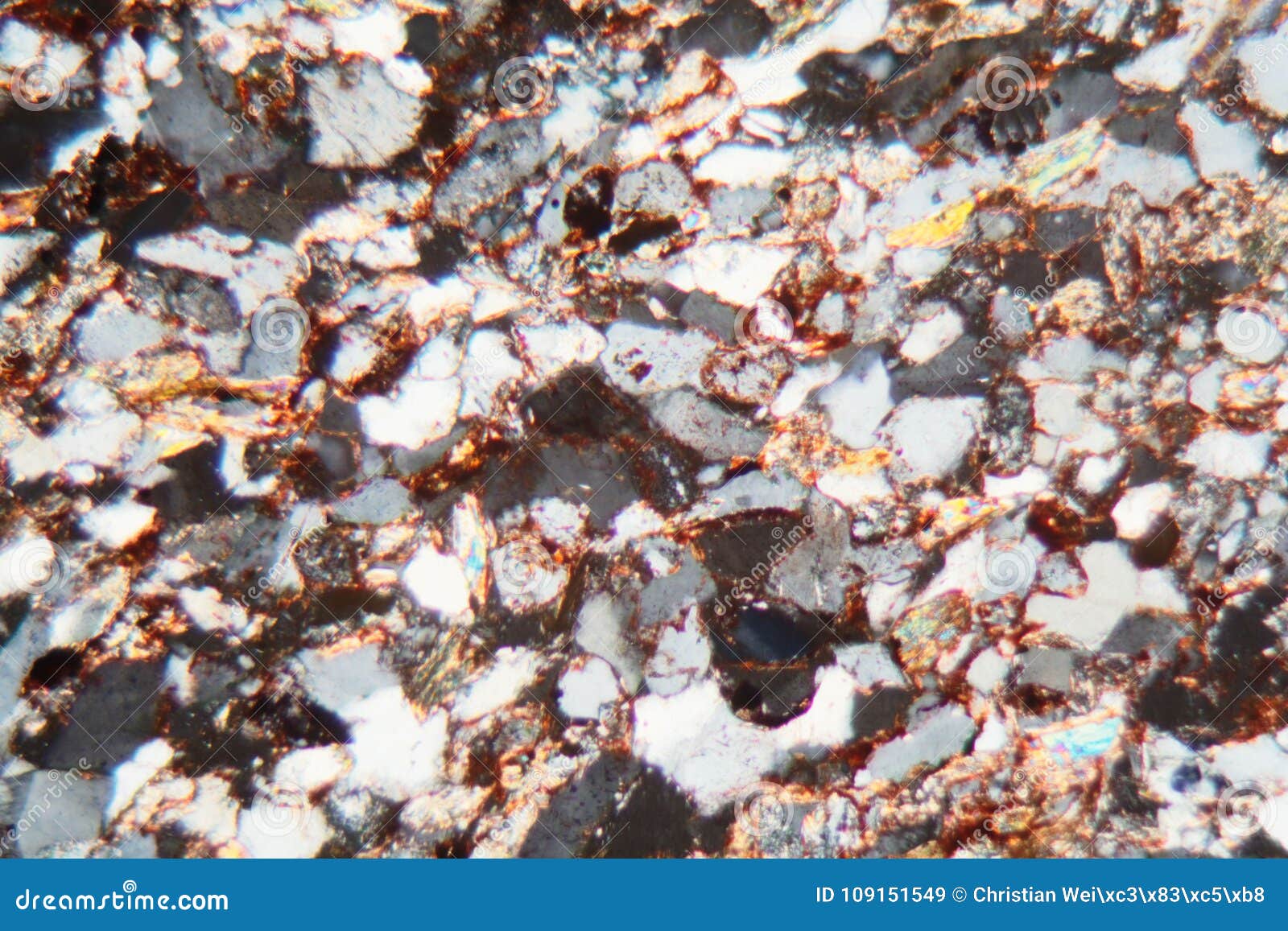 Thin Section Of Nummulite Limestone Under The Microscope Stock Photo ...