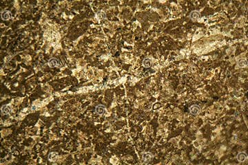Thin Section of Limestone Under the Microscope Stock Photo - Image of ...