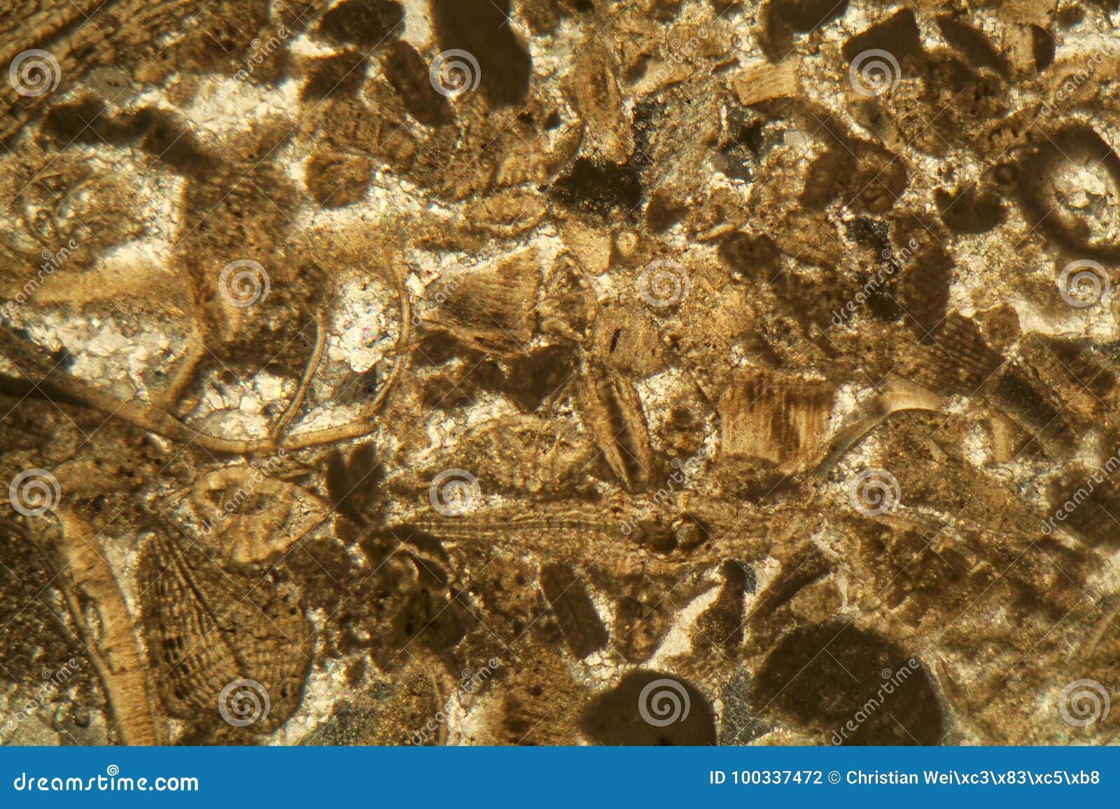 Thin Section Of Miocene Limestone Under The Microscope Stock Photo ...