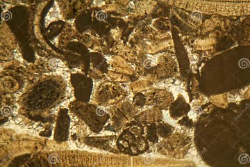 Thin Section of Miocene Limestone Under the Microscope Stock Photo ...
