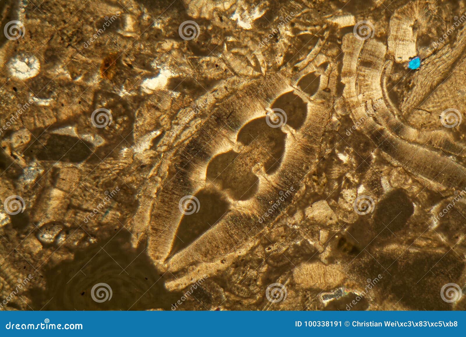 Thin Section Of Miocene Limestone Under The Microscope Royalty-Free ...