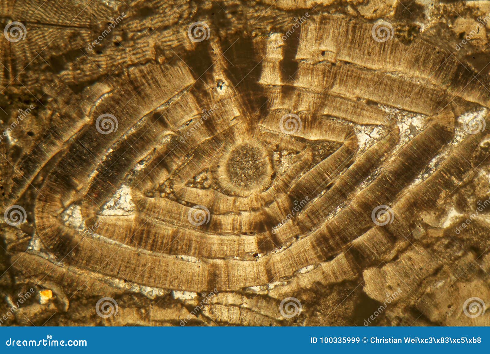 Nummulite Limestone Is A Sedimentary Rock On Melange Complex, Indonesia ...