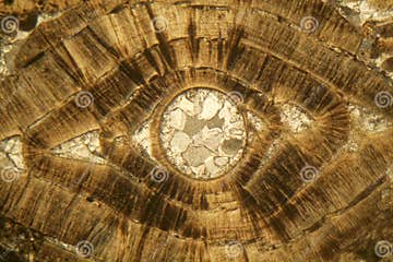 Thin Section of Nummulite Limestone Under the Microscope Stock Image ...