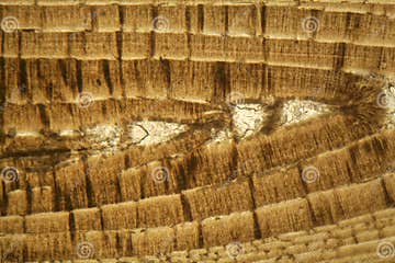 Thin Section of Nummulite Limestone Under the Microscope Stock Image ...