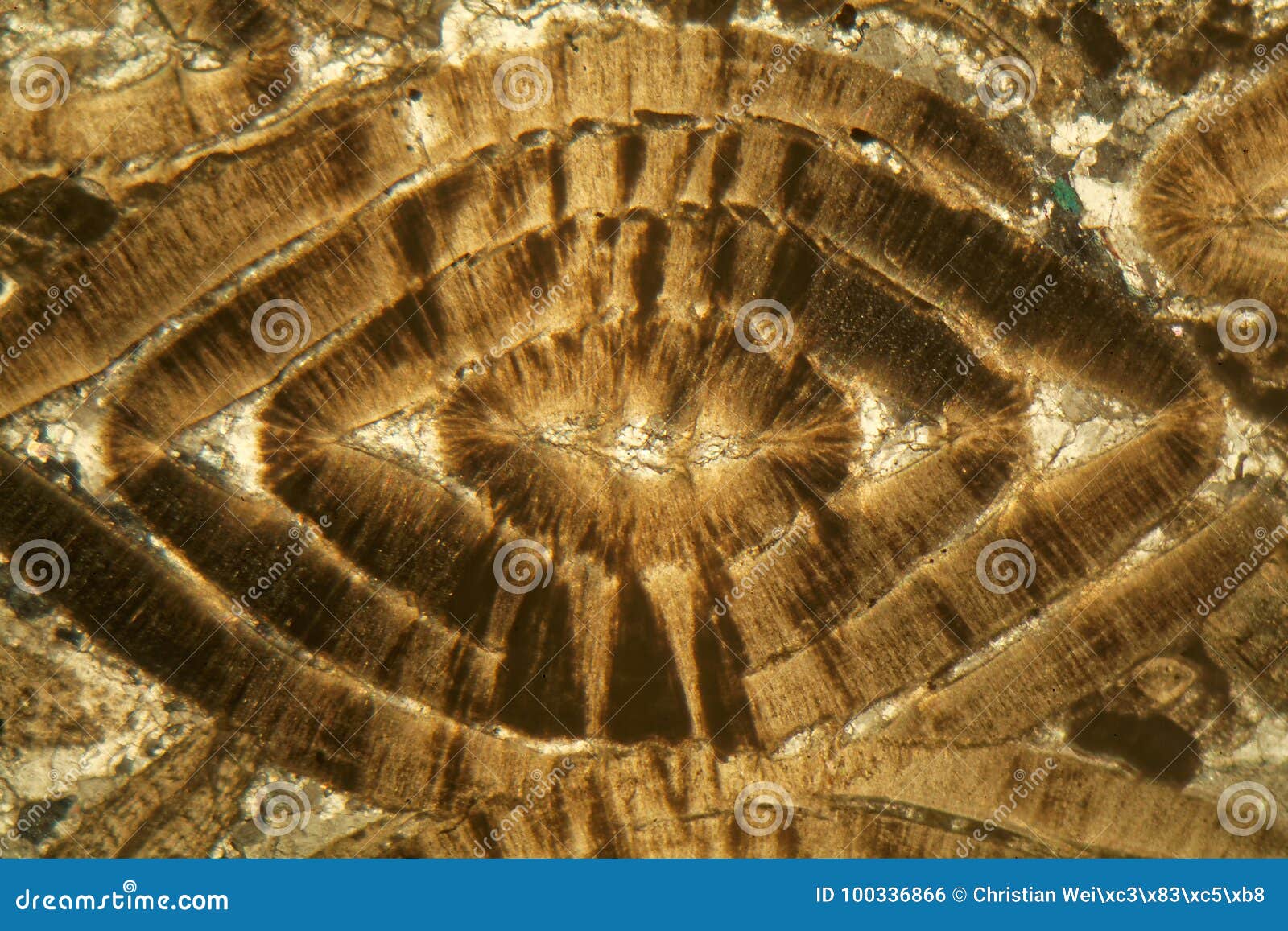 Thin Section of Nummulite Limestone Under the Microscope Stock Photo ...