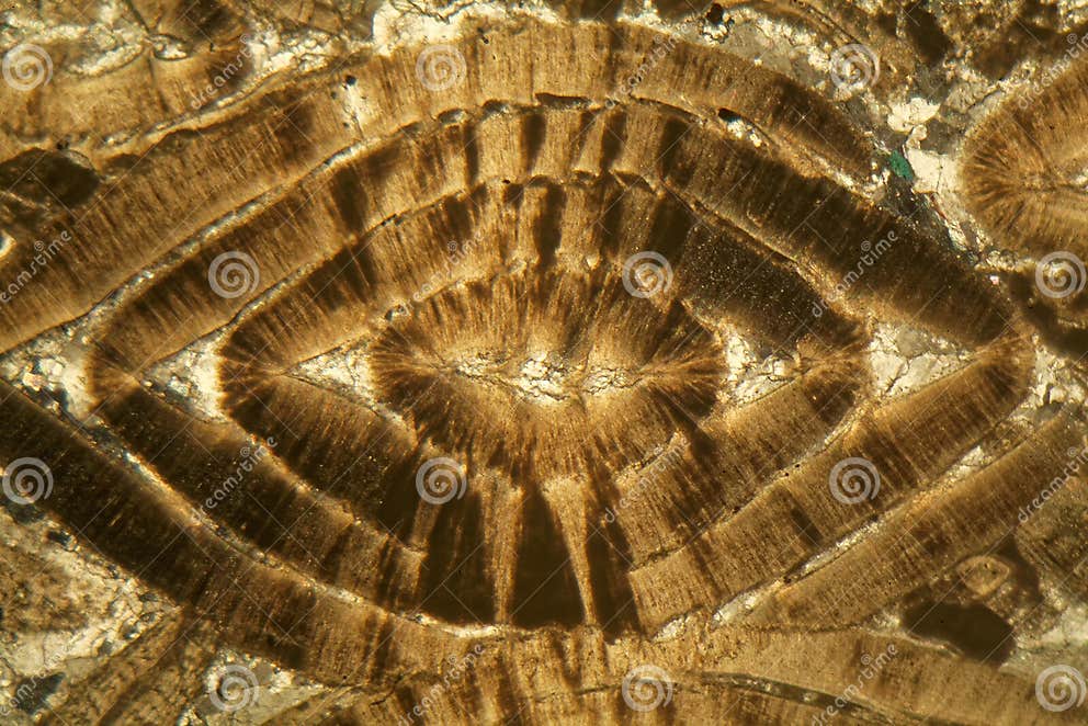 Thin Section of Nummulite Limestone Under the Microscope Stock Photo ...