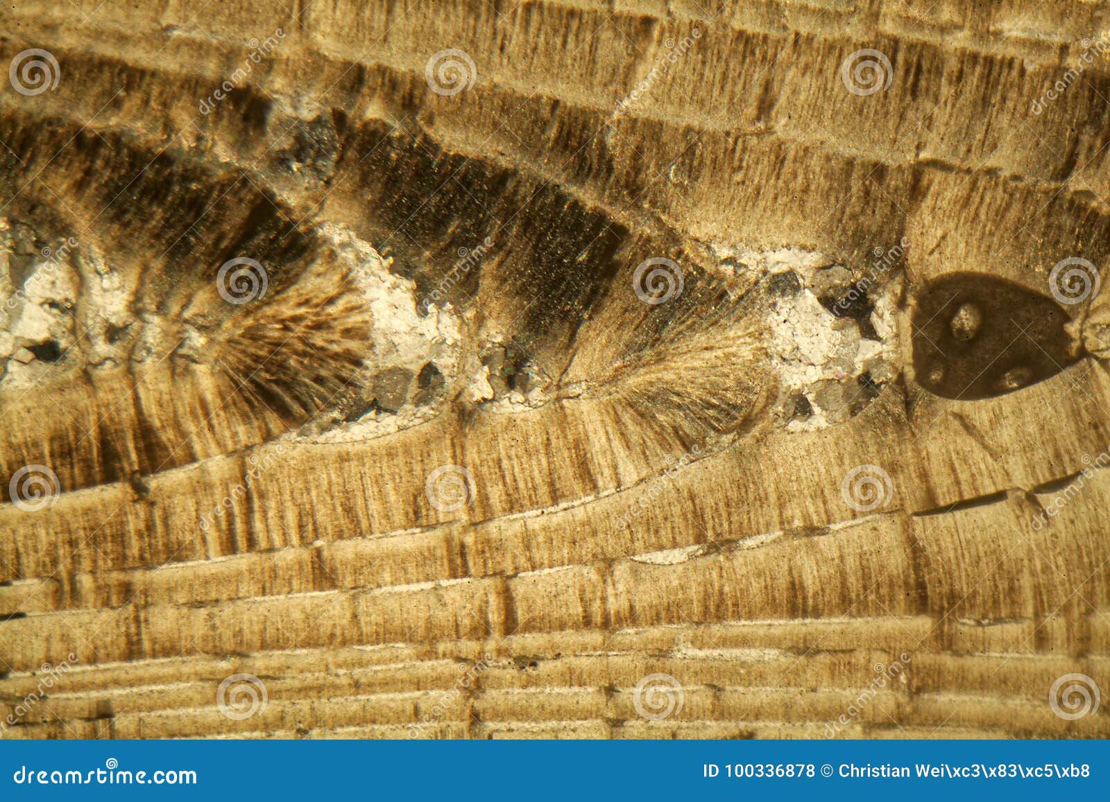 Thin Section Of Nummulite Limestone Under The Microscope Stock Photo ...