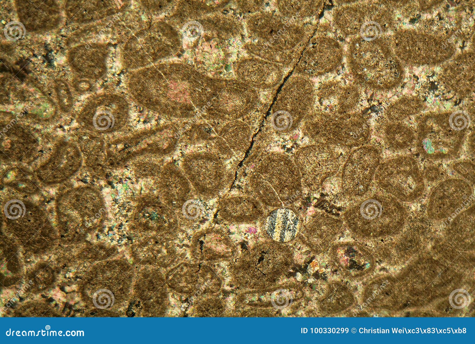 Thin Section of Paleozoic Limestone Under the Microscope Stock Image ...