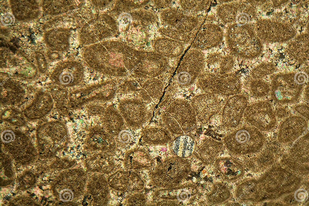 Thin Section of Paleozoic Limestone Under the Microscope Stock Image ...
