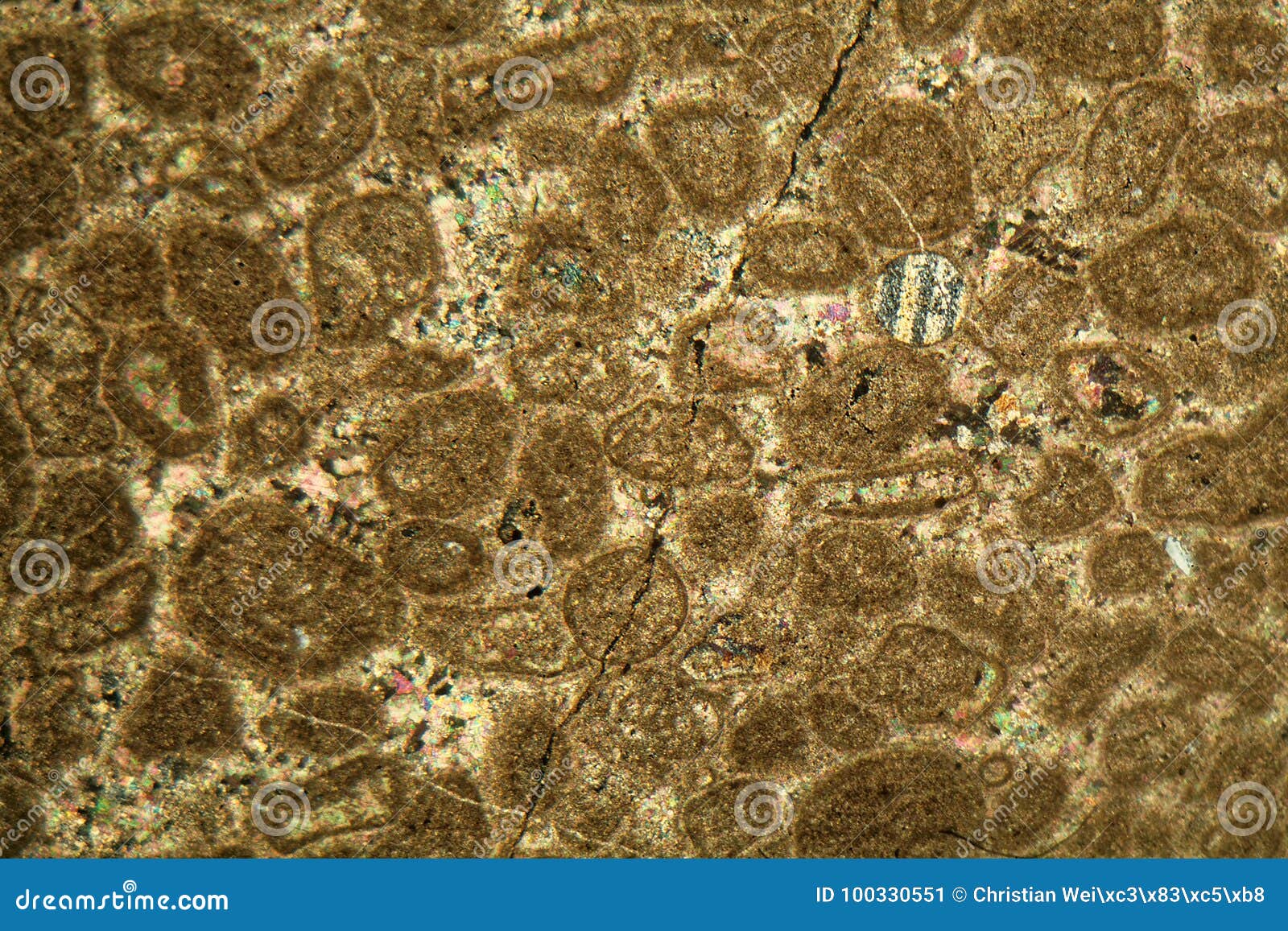 Thin Section of Paleozoic Limestone Under the Microscope Stock Image ...