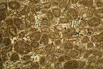Thin Section of Paleozoic Limestone Under the Microscope Stock Image ...