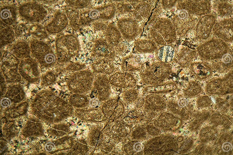 Thin Section of Paleozoic Limestone Under the Microscope Stock Image ...