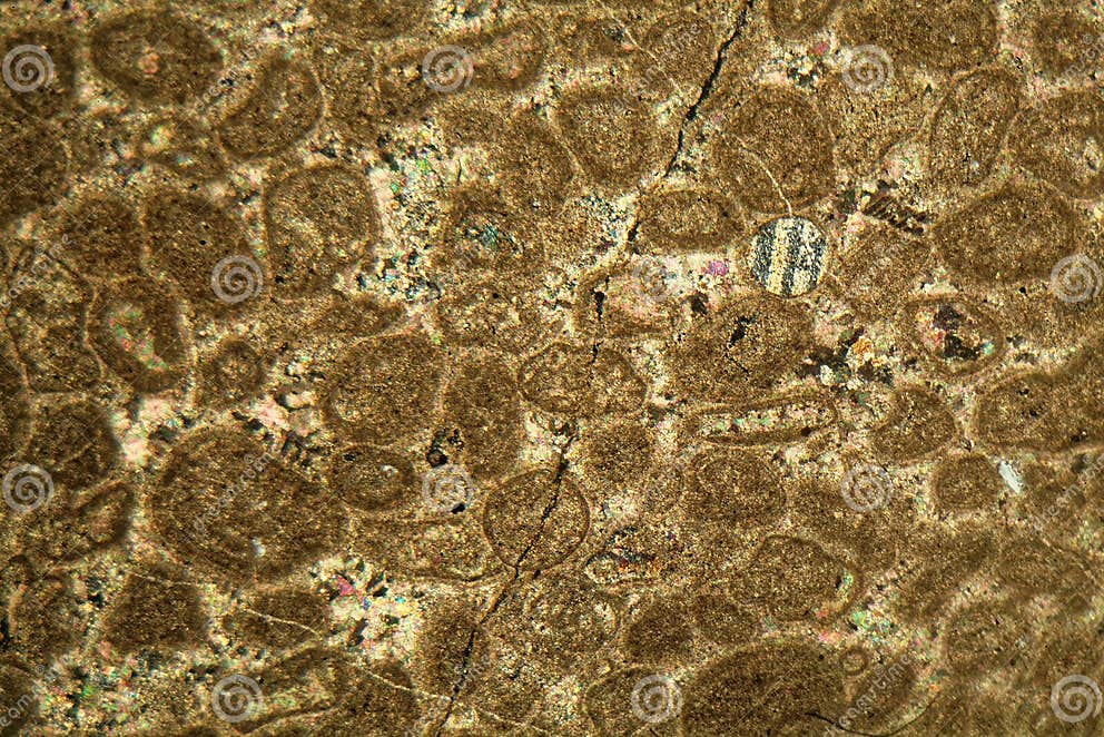 Thin Section of Paleozoic Limestone Under the Microscope Stock Image ...