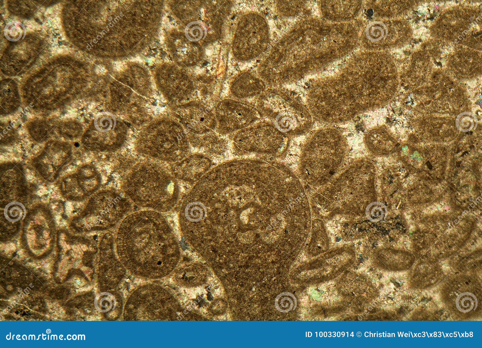 Thin Section of Paleozoic Limestone Under the Microscope Stock Photo ...