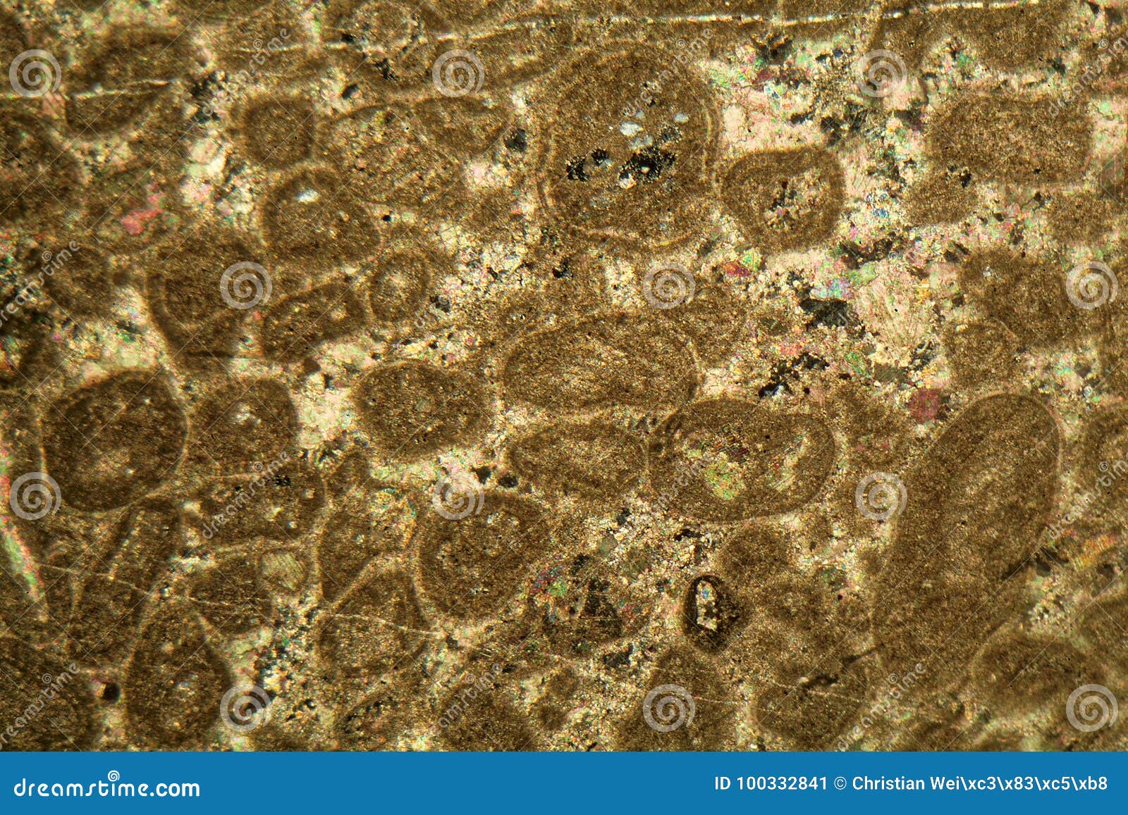 Thin Section of Paleozoic Limestone Under the Microscope Stock Image ...
