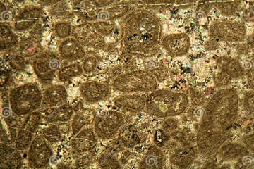 Thin Section of Paleozoic Limestone Under the Microscope Stock Image ...